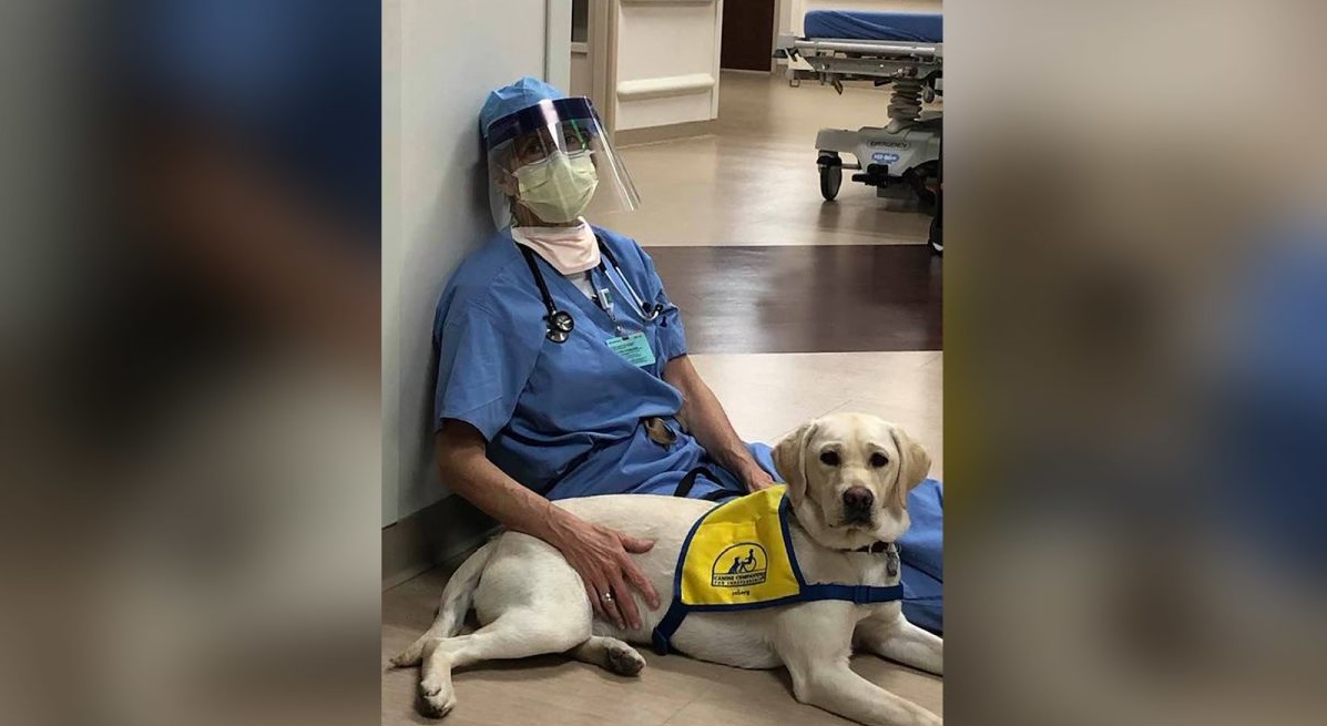 Assistance dog comforts stressed and exhausted emergency room doctors ...