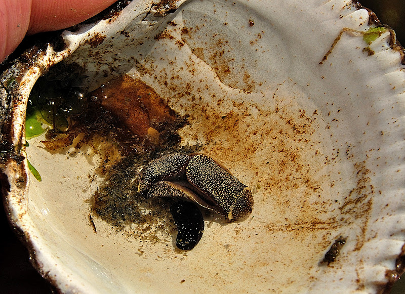 Buzz's Marine Life of Puget Sound: Apr 10, 2012