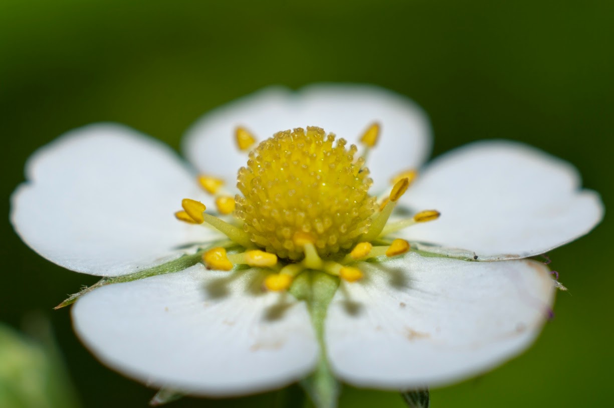 G. L. Stebbins and the process of adaptive modification - Patriots