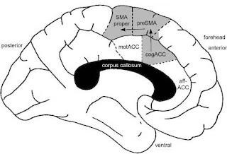 Stutter-Mind-Body: The Cerebral Cortex and Stuttering, Part 2