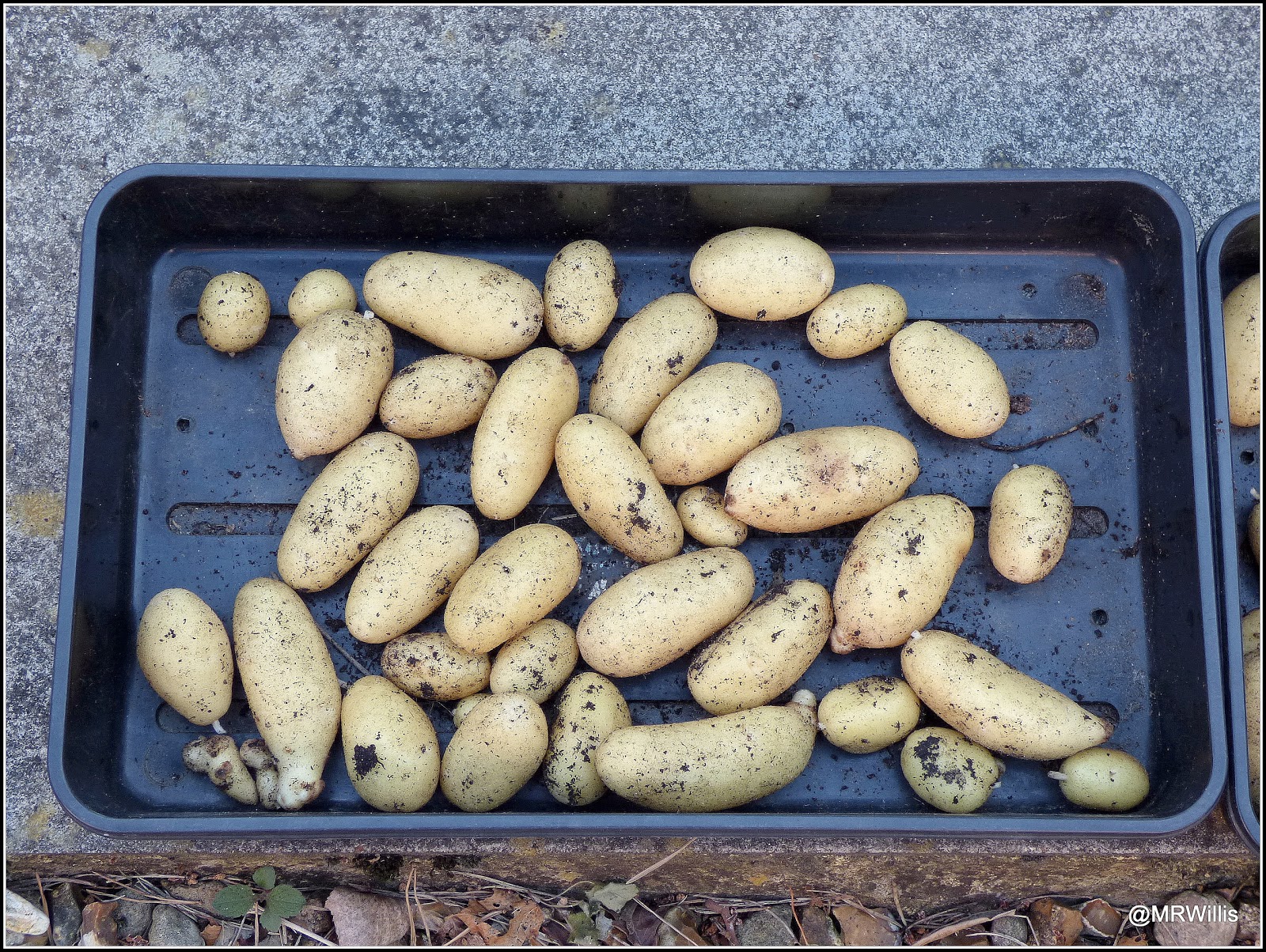 Mark's Veg Plot: First Early potato "Juliette"