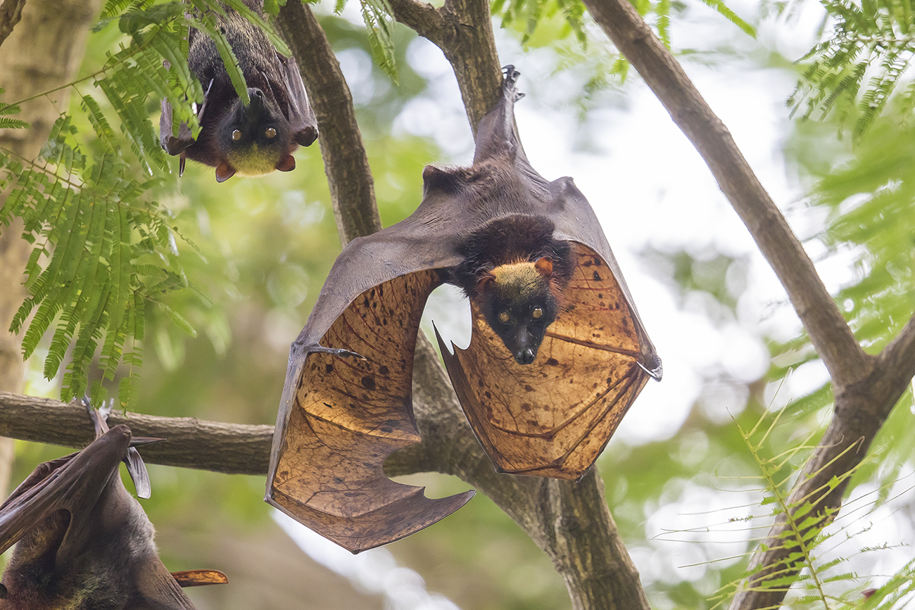 As The Crow Flies - a Hong Kong Birding Blog: Philippines - Palawan ...
