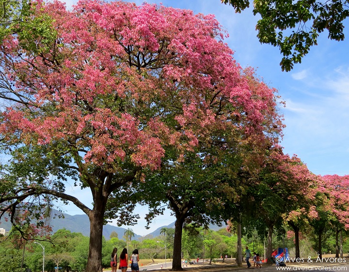 Aves e Árvores: Sapucaias da Quinta da Boa Vista (RJ)