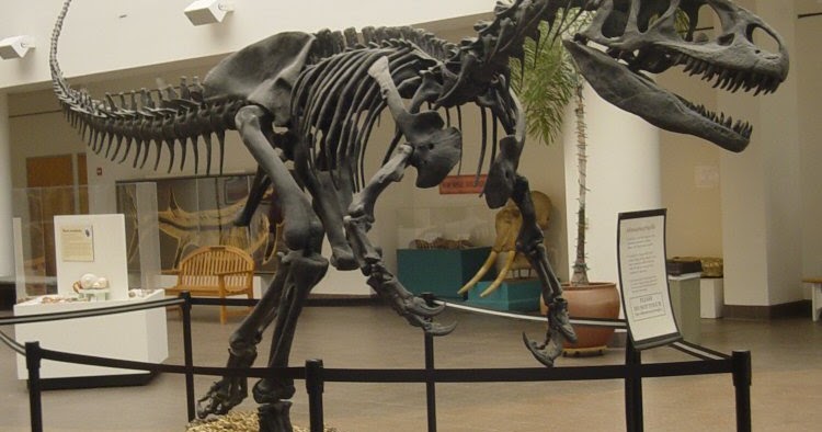 Variety of Life: Allosauroidea