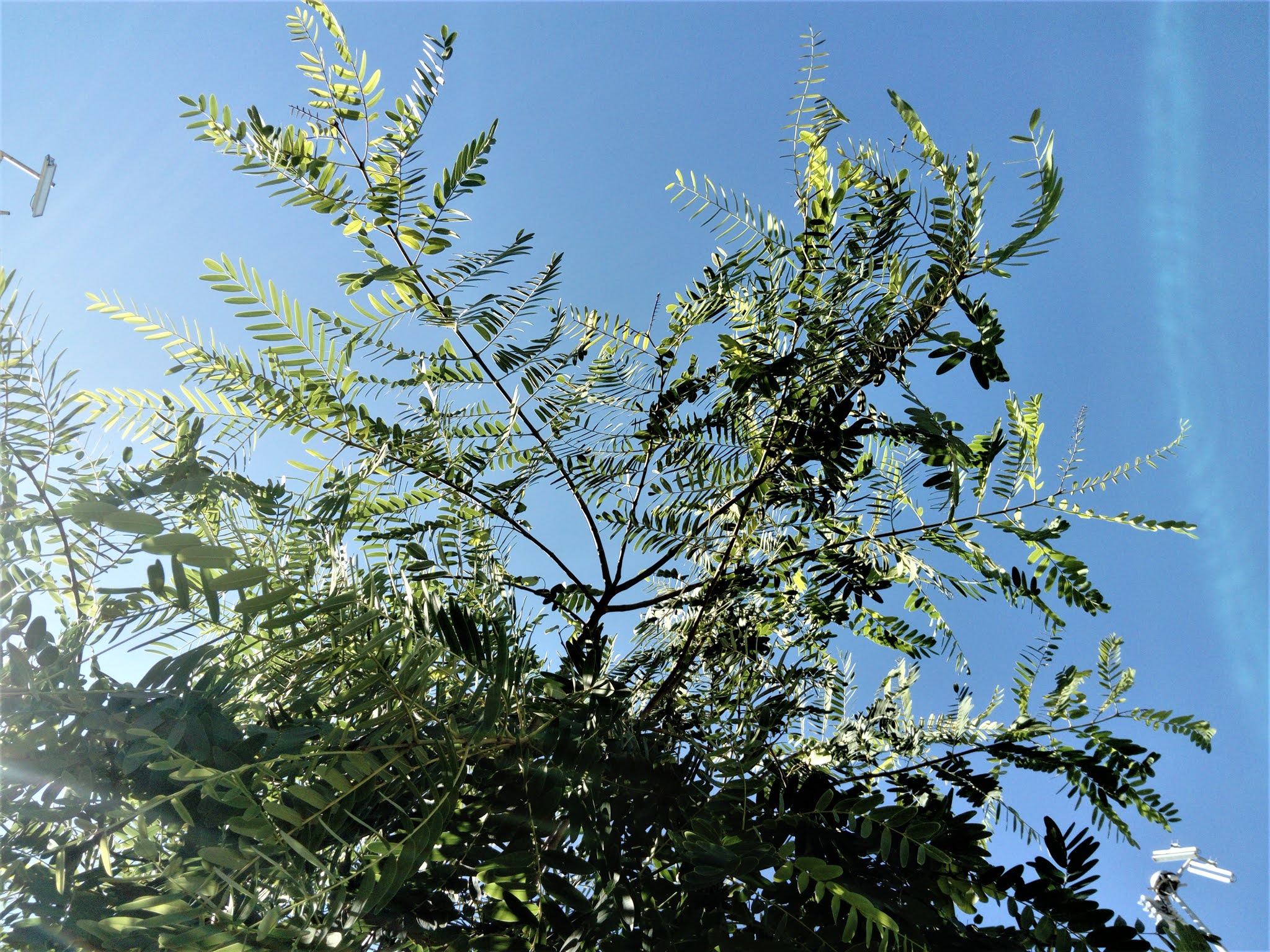 Ecos e reflexos : Parque Urbano do Jamor