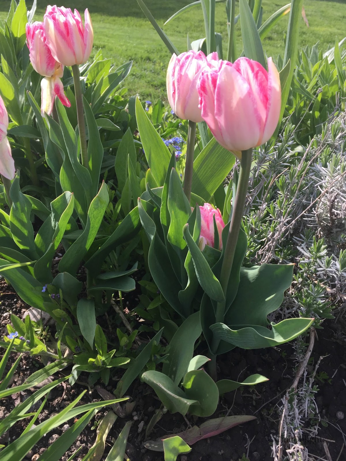 Spring Tulips - Chic Delights