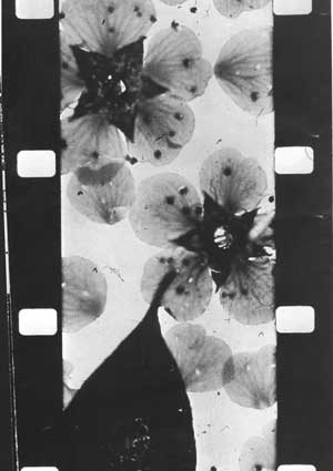 Avant-Garde Film in New York: The Century of Insurgent Cinema