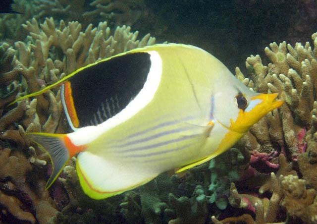 D' Ocean Aquarium: Ikan Kepe kepe (Butterfly Fish)