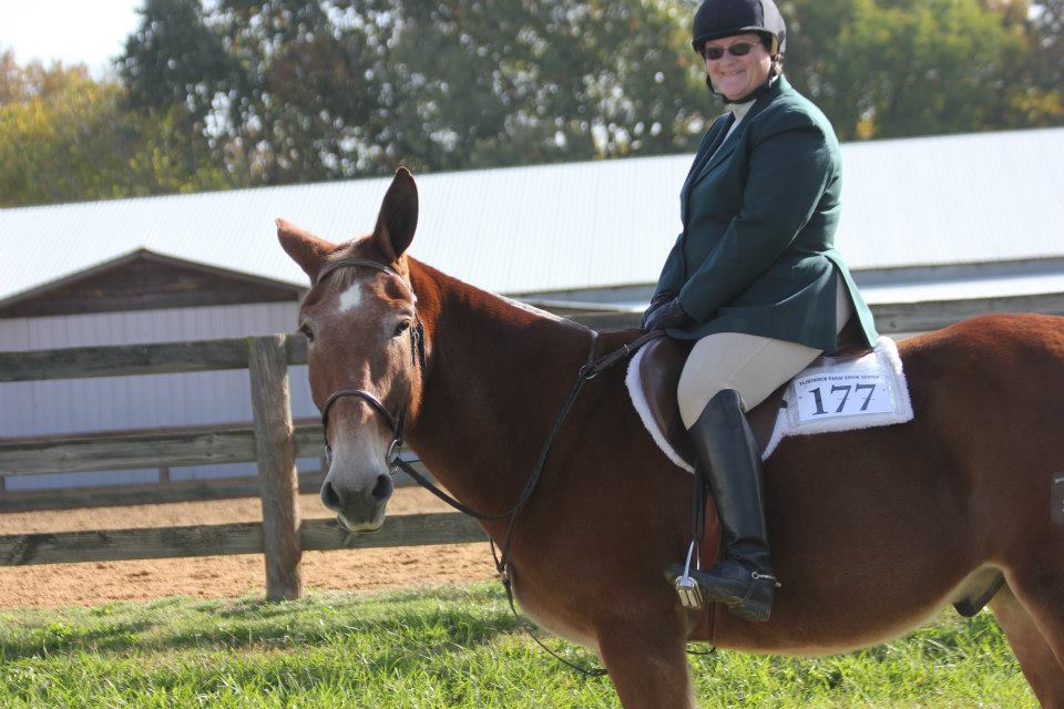 St.Clair Red Mule Farm -Mule & Donkey Adventures: CMA Mule/Horse Show