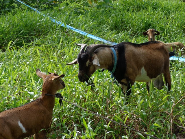 Livin' the Missionary Life - Micronesia Guam Mission: Buying goats