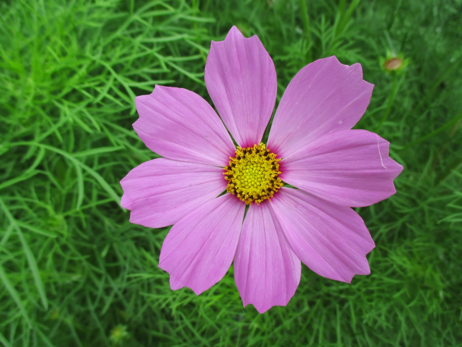 Cosmos - Shades of Pink | Rotary Botanical Gardens