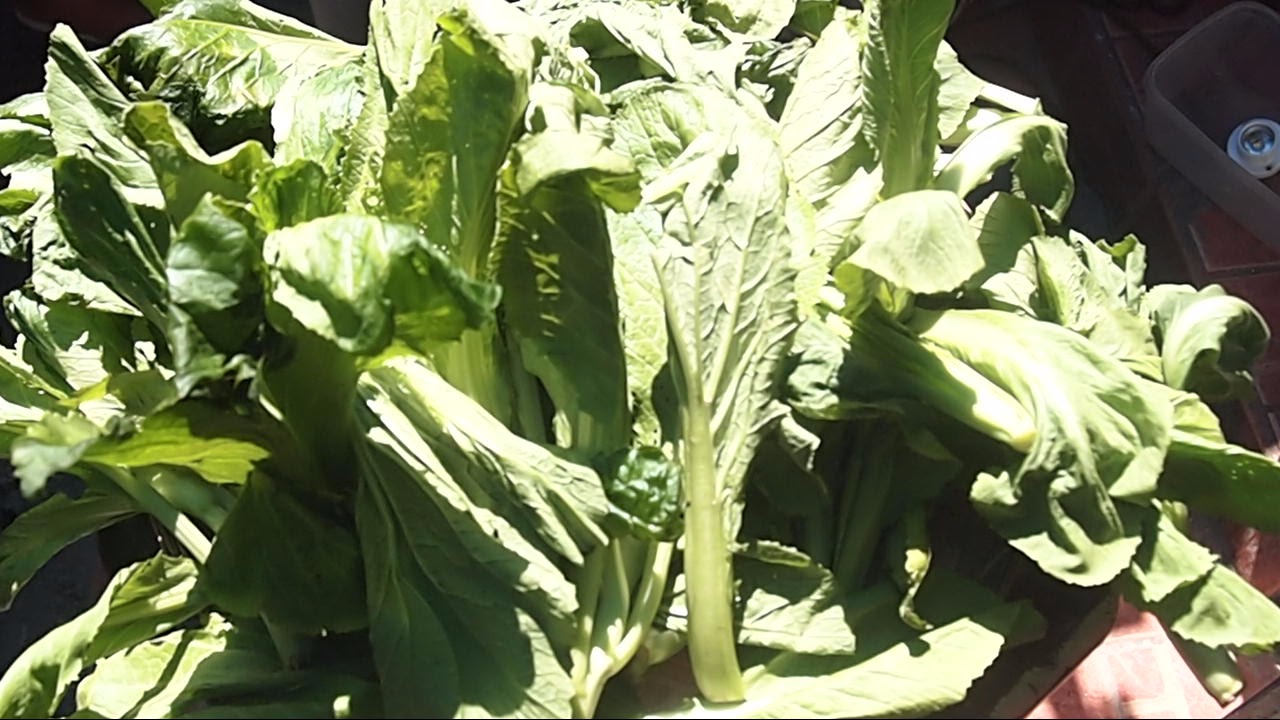 Tagalog Kitchen: How To make "BURONG MUSTASA"