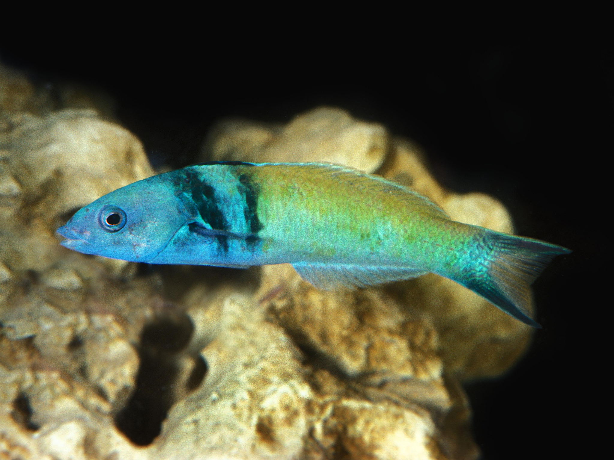 ARCHEA: HAREMS AND BLUEHEAD WRASSE