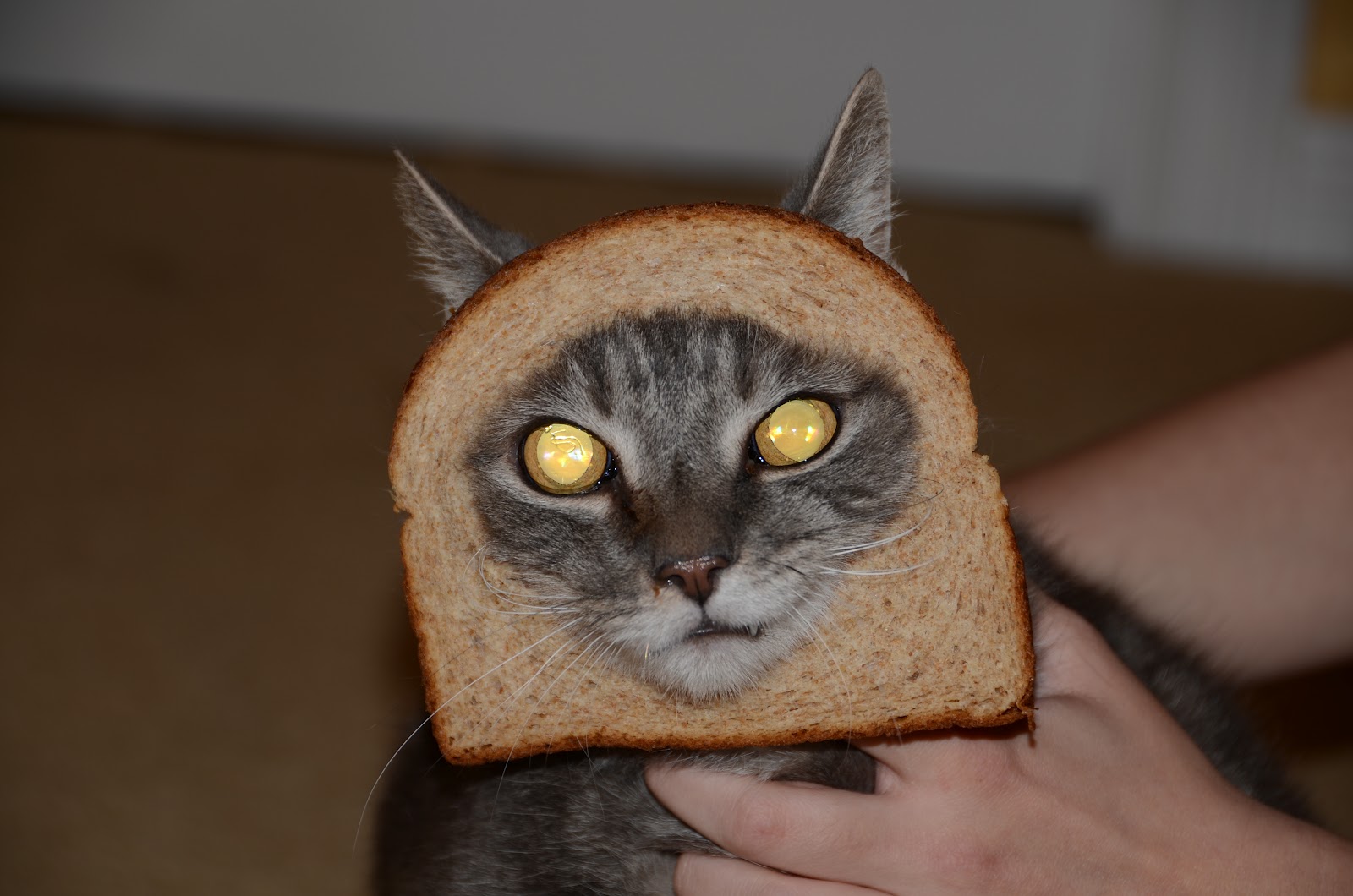 Inside Individual Design: Cat Breading