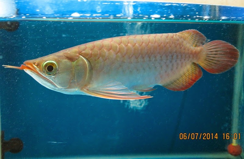 Arowana Keeping & Breeding in Aquarium: HENGKI Red Arowana (Growth Record)