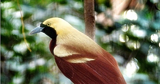 Burung Gagak Dada Putih 2 Jenis Burung Ekor Terpanjang Yang Unik Dan ...