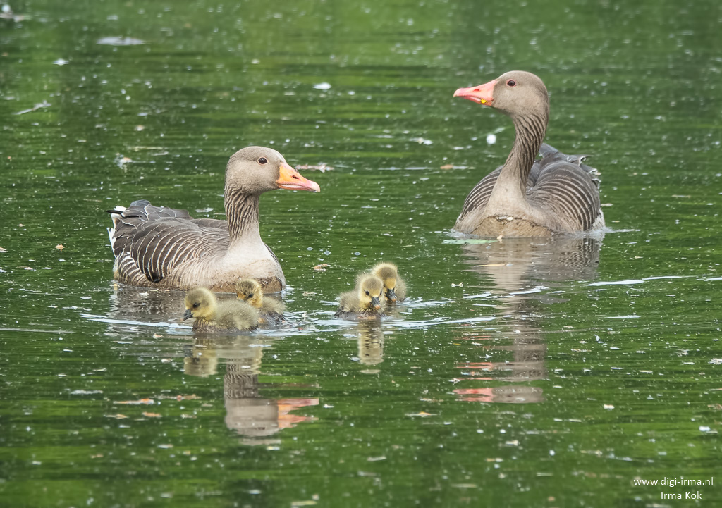 Irma's Natuurbeleving: Ganzen
