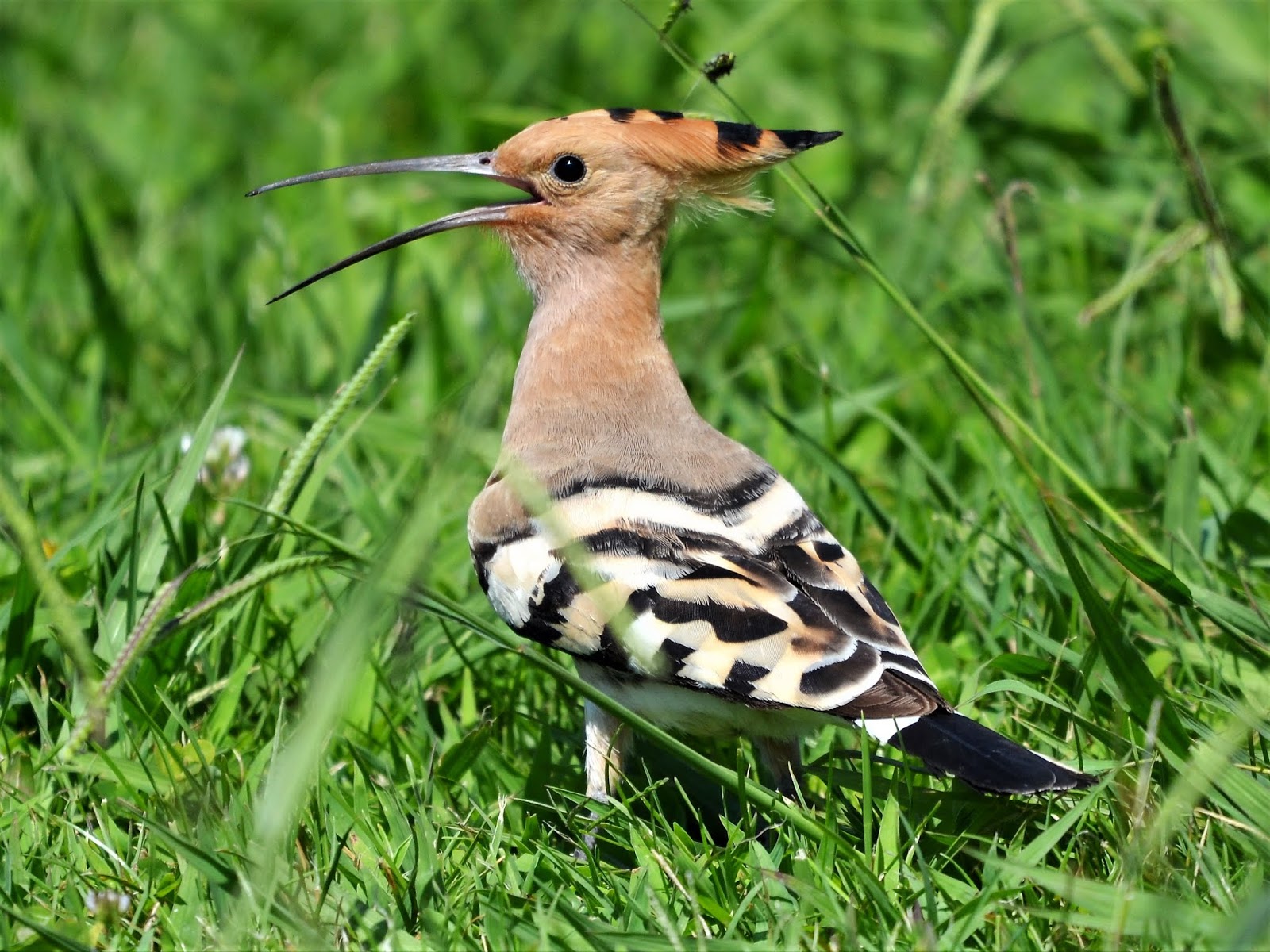 Imagens da vida animal: Poupa (Upupa epops)