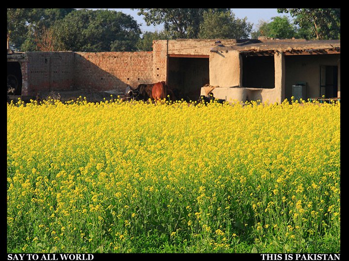 Mustard (Sarson) Fields In Pakistan - This is Pakistan
