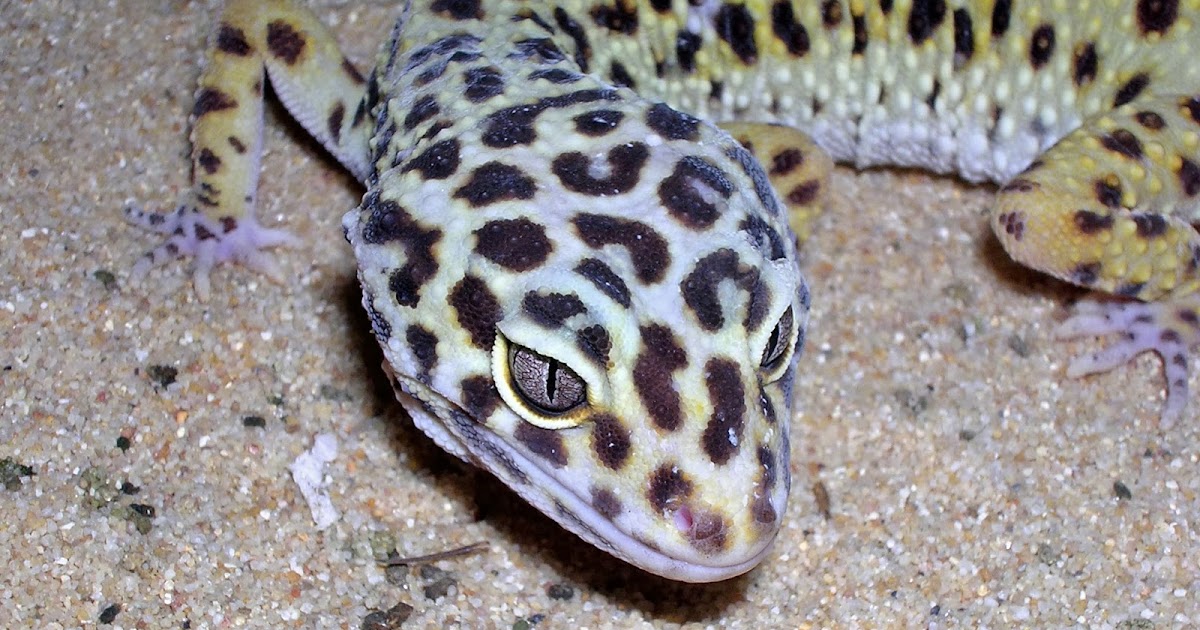 SAURIOS ~ Reptiles y Anfibios Online