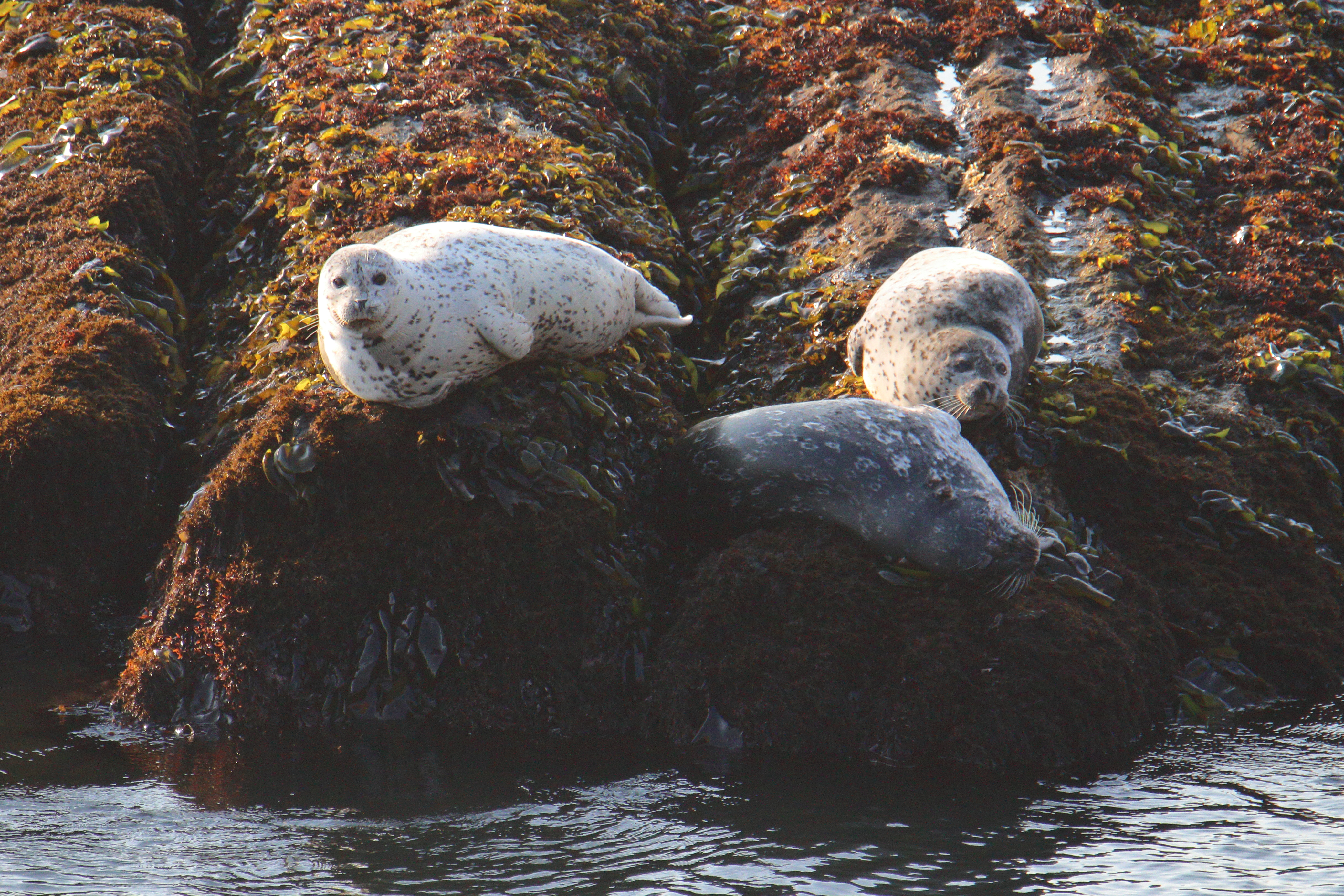 Point Arena Lighthouse and Stornetta Public Lands