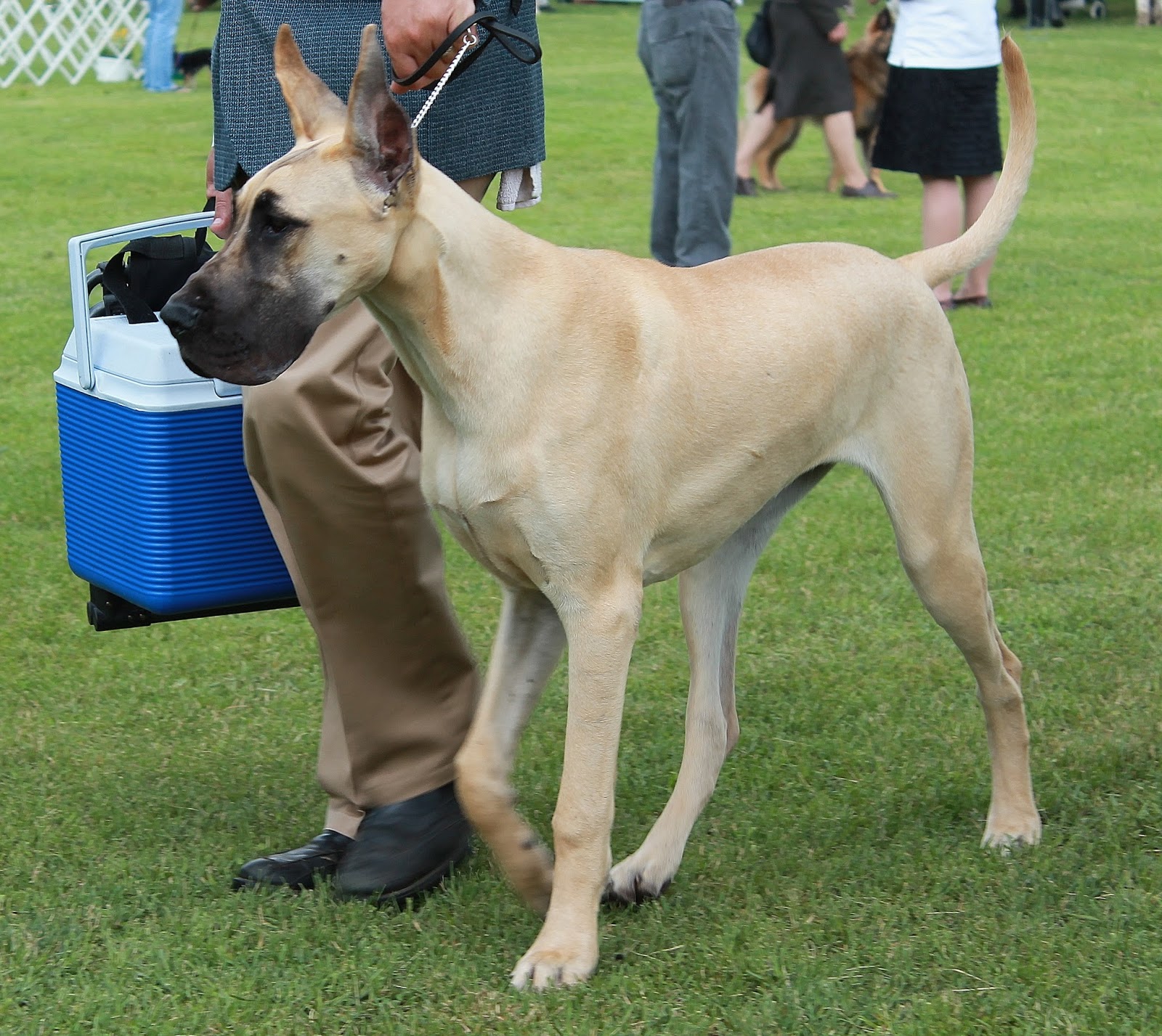 CUVS: 2013 Greenwich Kennel Club All-Breed Dog Show