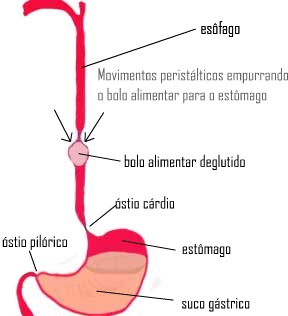 A arte de amar Ciências: Aula: Sistema Digestório