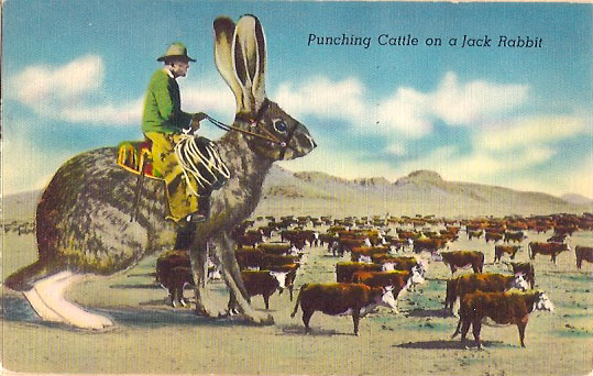 Miss You , Wish you were here . . .: Jack Rabbit