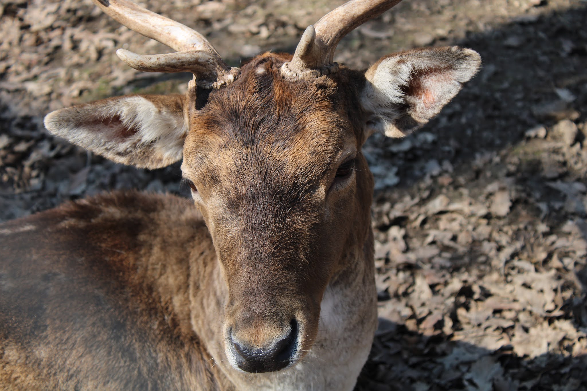 Avrupa'nın En Büyük Doğal Yaşam Parkı | Ormanya Gezi Rehberi