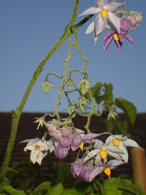 Scirpidiella's Plants: Hybrid of Hardy Tamarillo’s (Cyphomandra ...