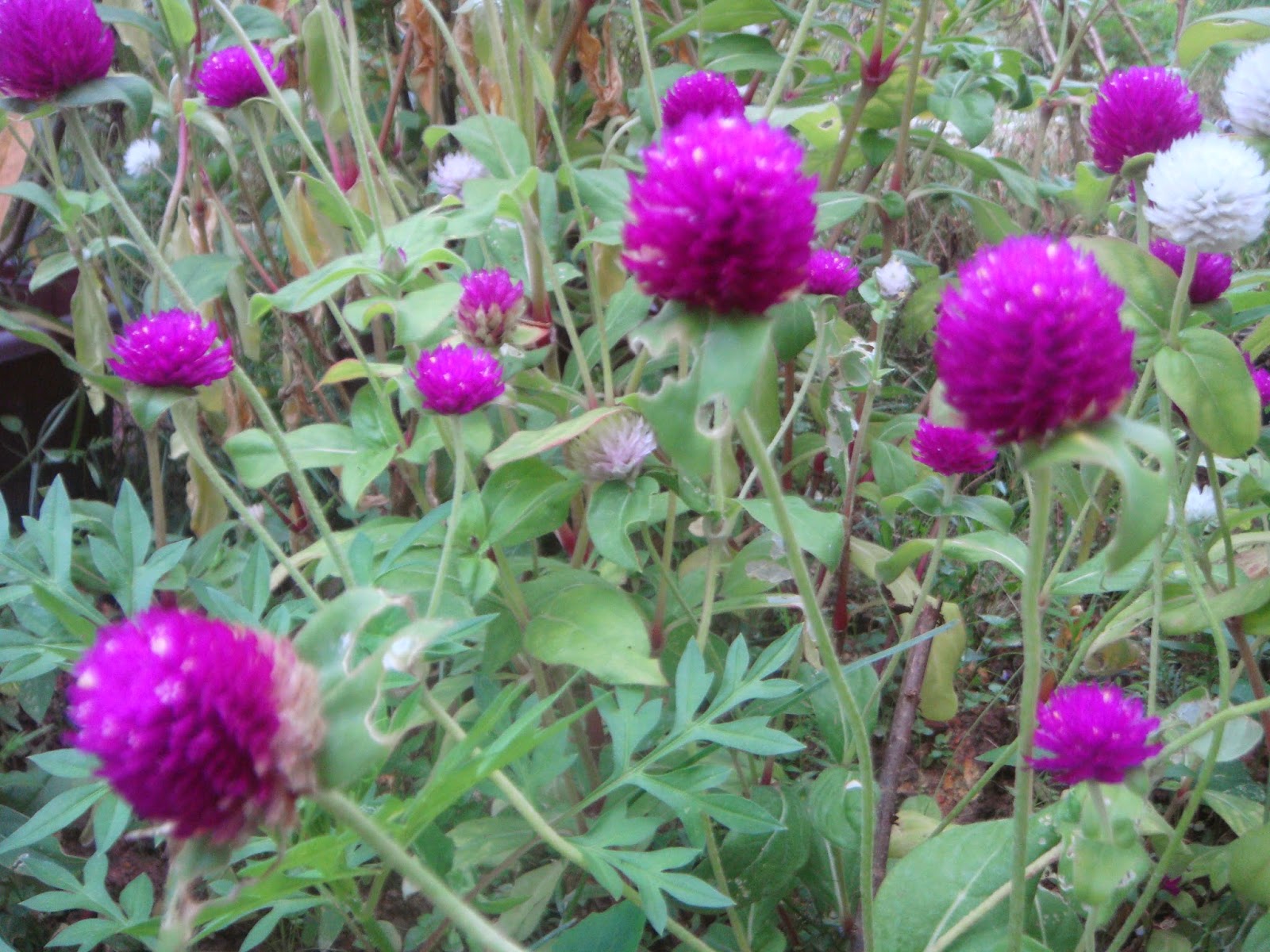 My Wonderful Timez.: Bunga Butang, khasiat & Manfaatnya...