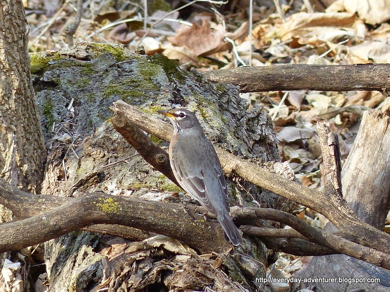 The Everyday Adventurer: A Forest Robin