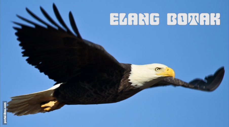 Profil Elang Botak - Sosok Hewan Populer dari Amerika Serikat | Portal ...