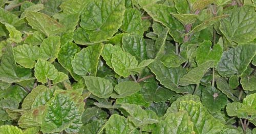 GoGardenNow - The Gardening Blog: Meehan's Mint - A Charming Fragrant ...