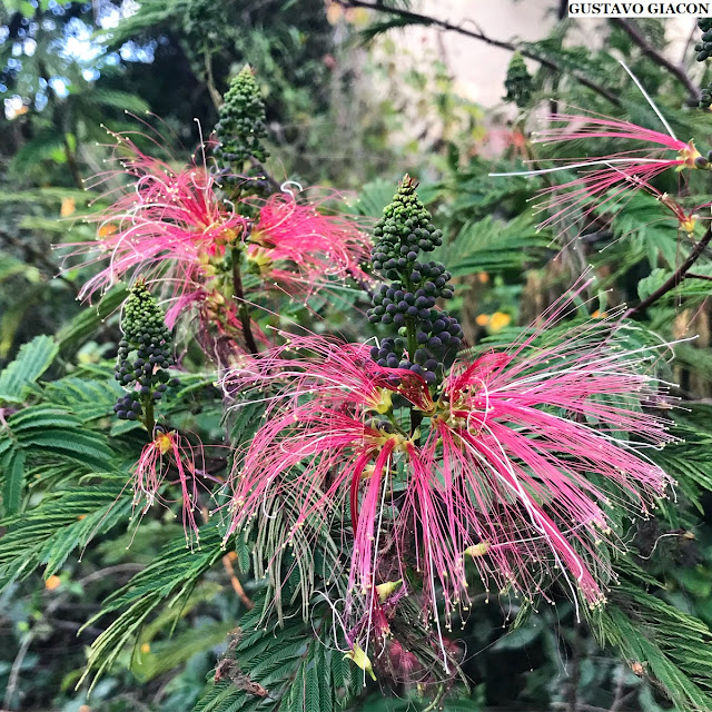 Viveiro Ciprest - Plantas Nativas e Exóticas: Caliandra Candelabro ou ...