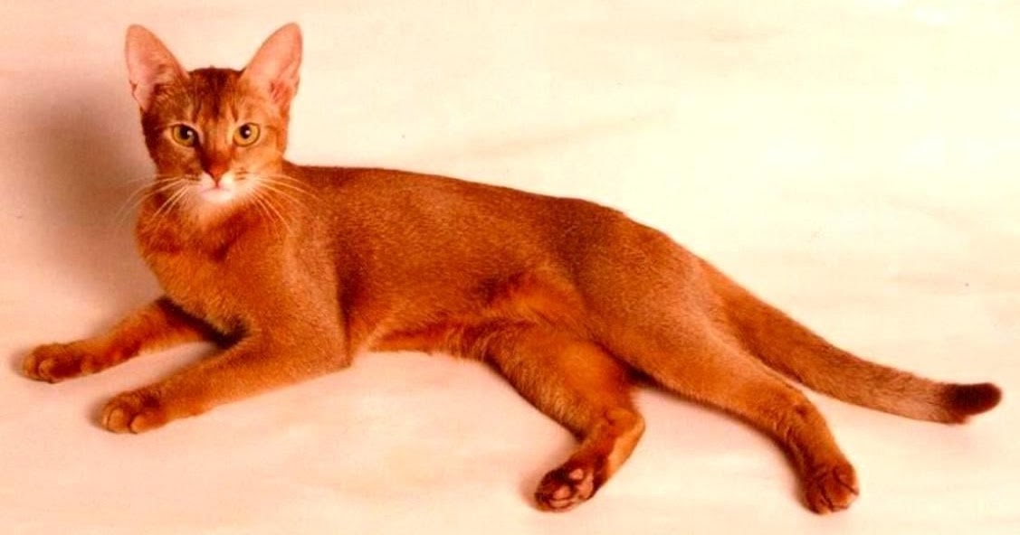 Jenis /Ras Kucing Abyssinian - Kamus Kucing
