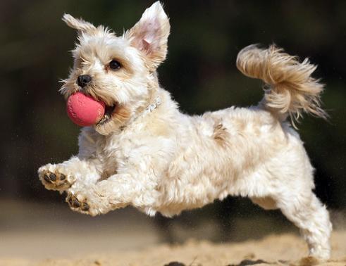 Trazer ou trouxer? Qual o certo, diferença