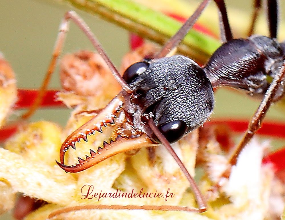 Myrmecia sp., des fourmis bouledogues