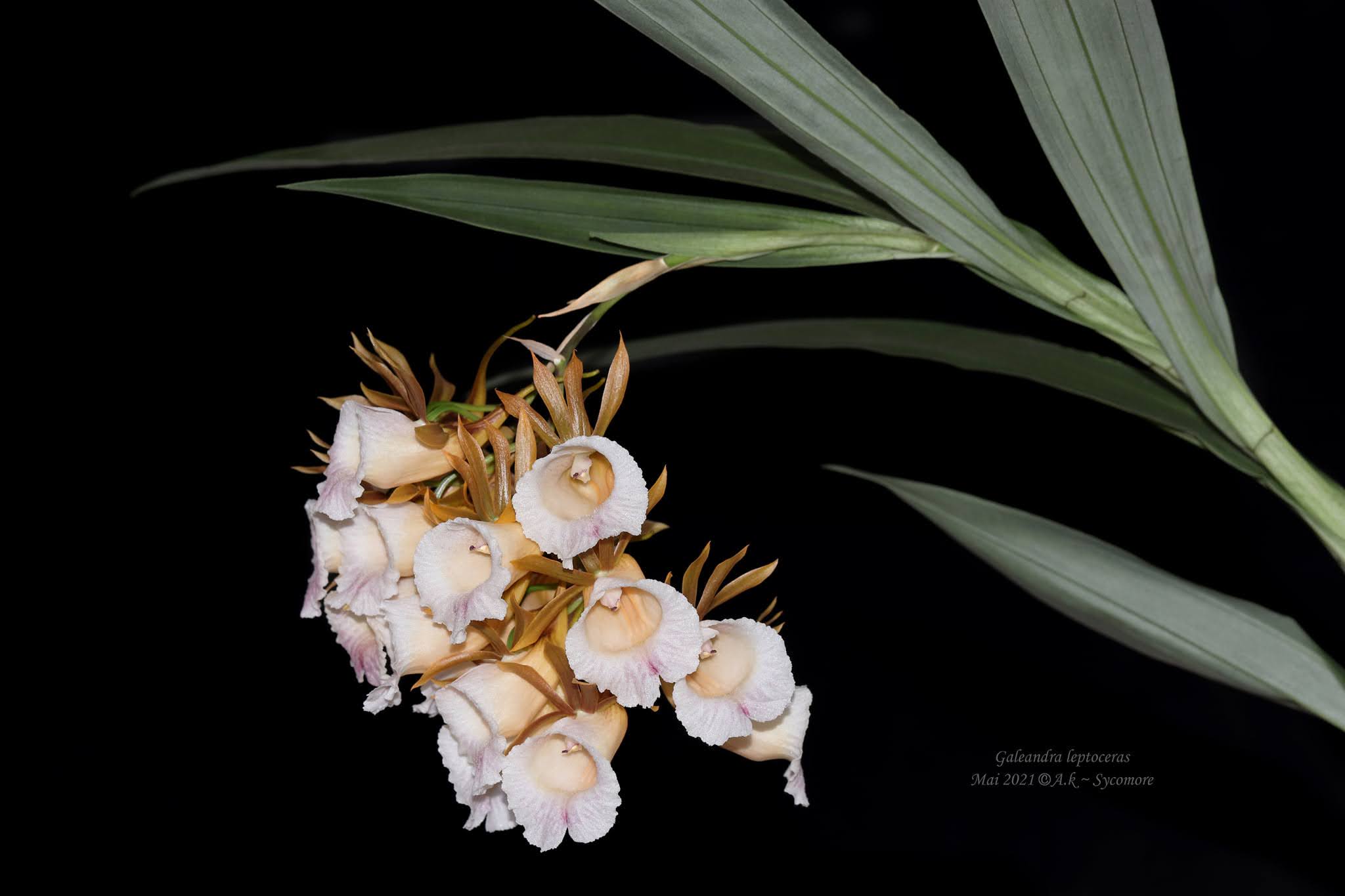 Galeandra leptoceras