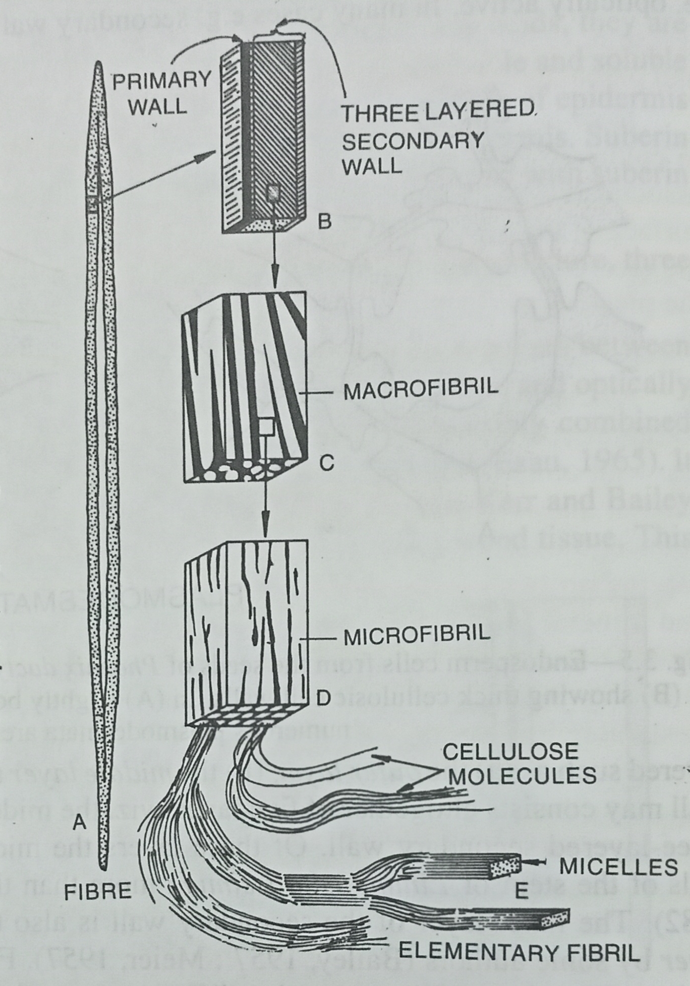Ultrastructure and components of the cell wall-digieduco