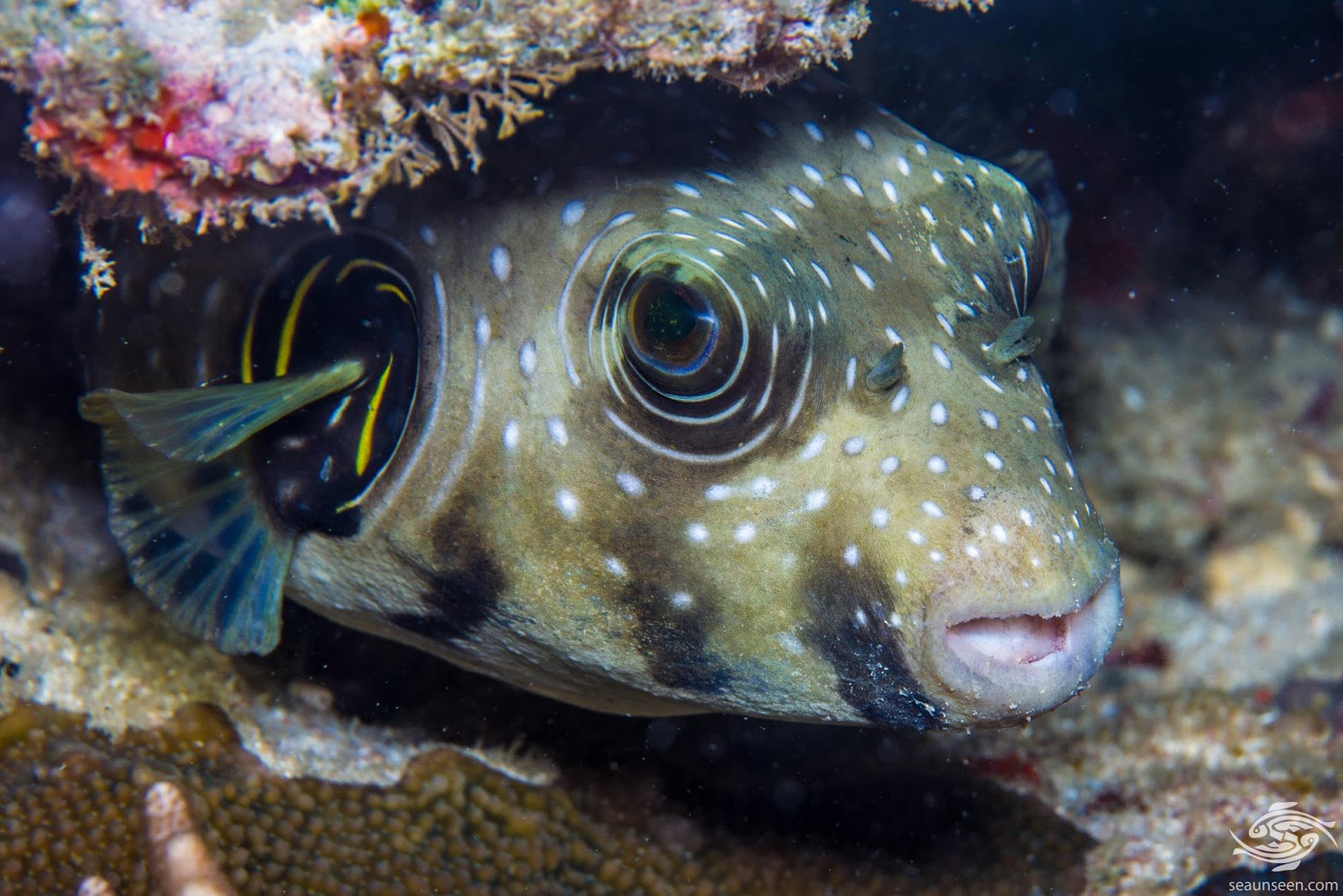 PUFFER FISH photos - wallpapers (ανανεωμένο) | the fun bank