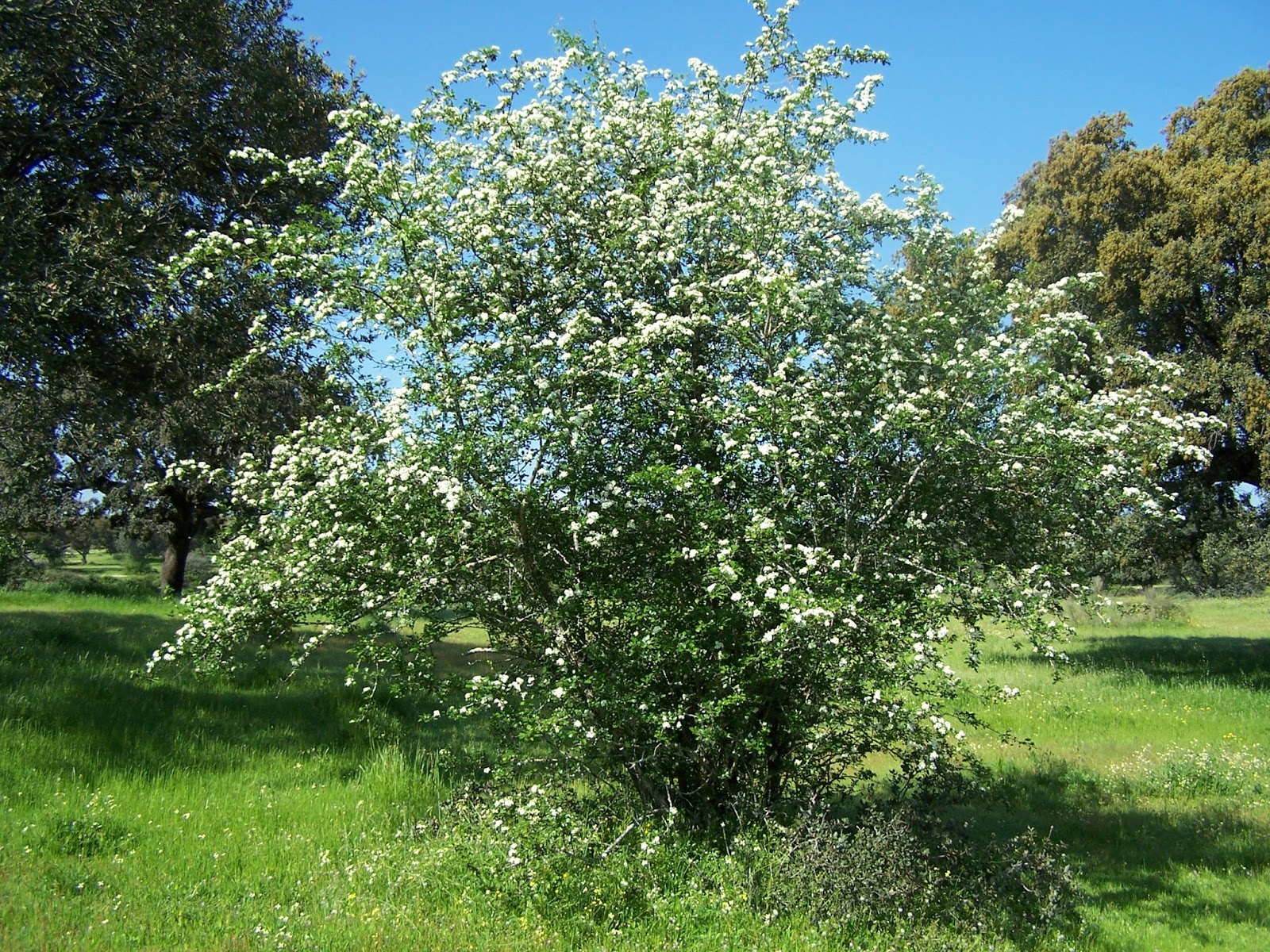 Montehermoso Natural: Majuelo, Espino albar (Crataegus Monogyna )