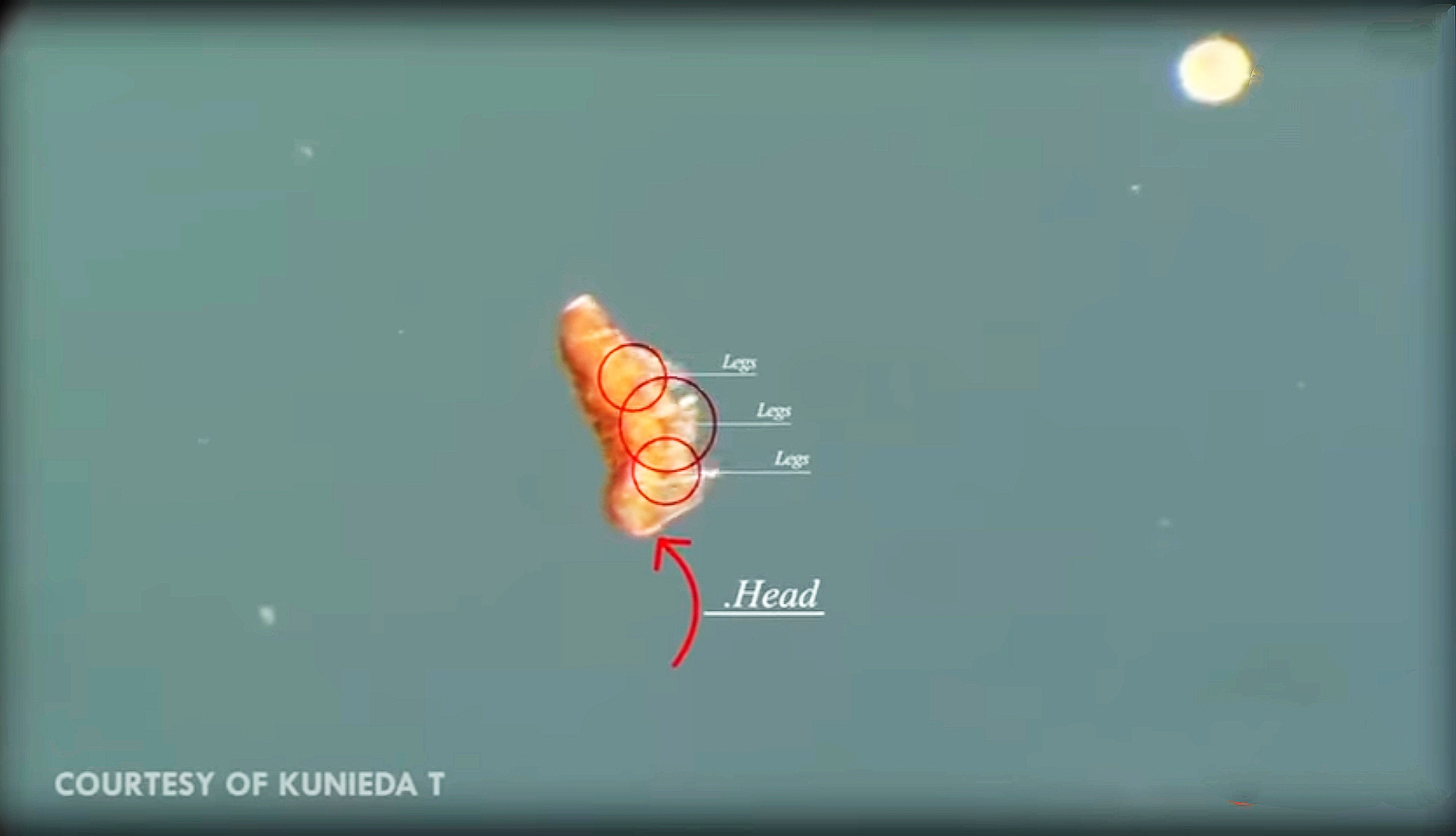 The Most Resilient Animals in the Universe | Tardigrade | organism ...