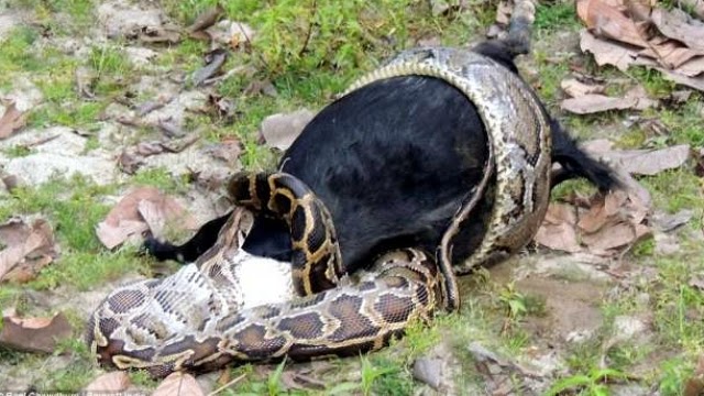 Funny Zone: Snake swallows goat alive (Video)