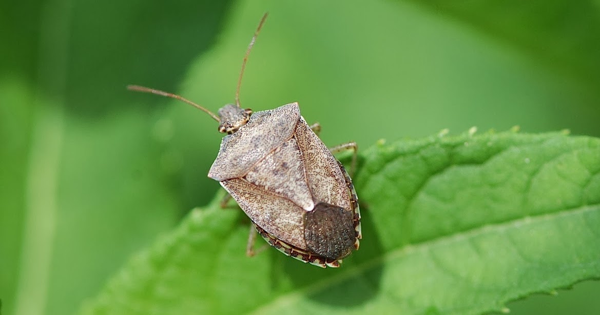 CAN "DANCE OF THE INSECTS" BE BULGARIAN "KIGO"? by Dimitar Anakiev