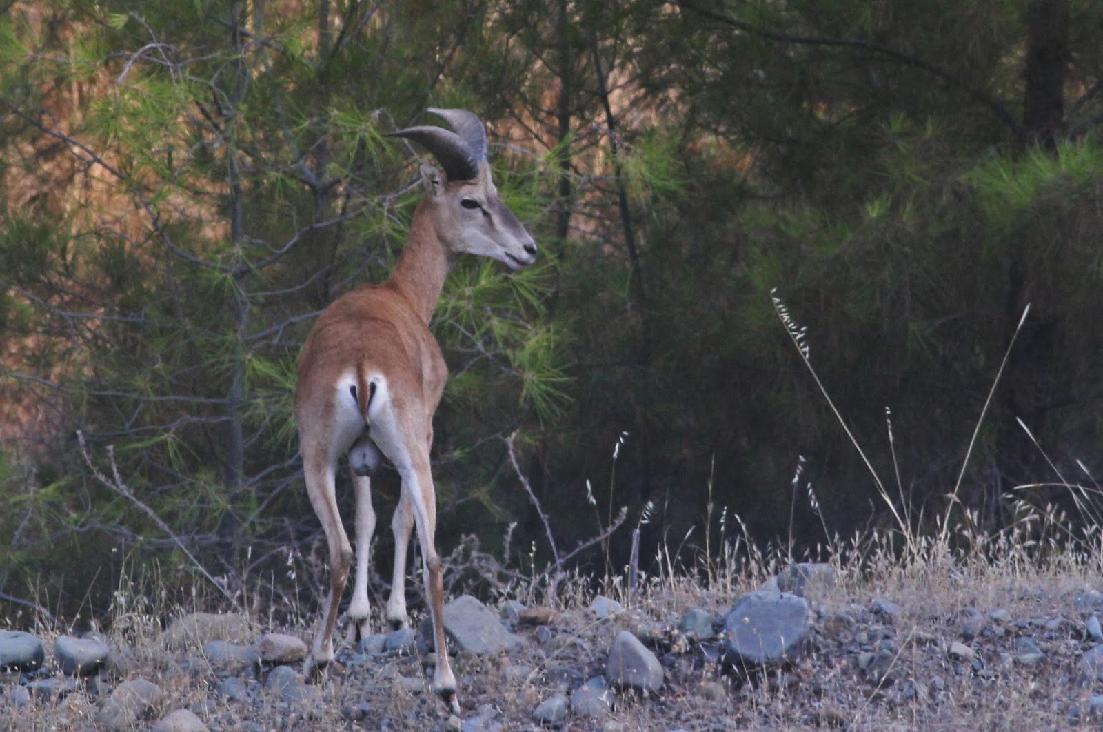Mammals of Cyprus - Τα θηλαστικά της Κύπρου by George Konstantinou ...