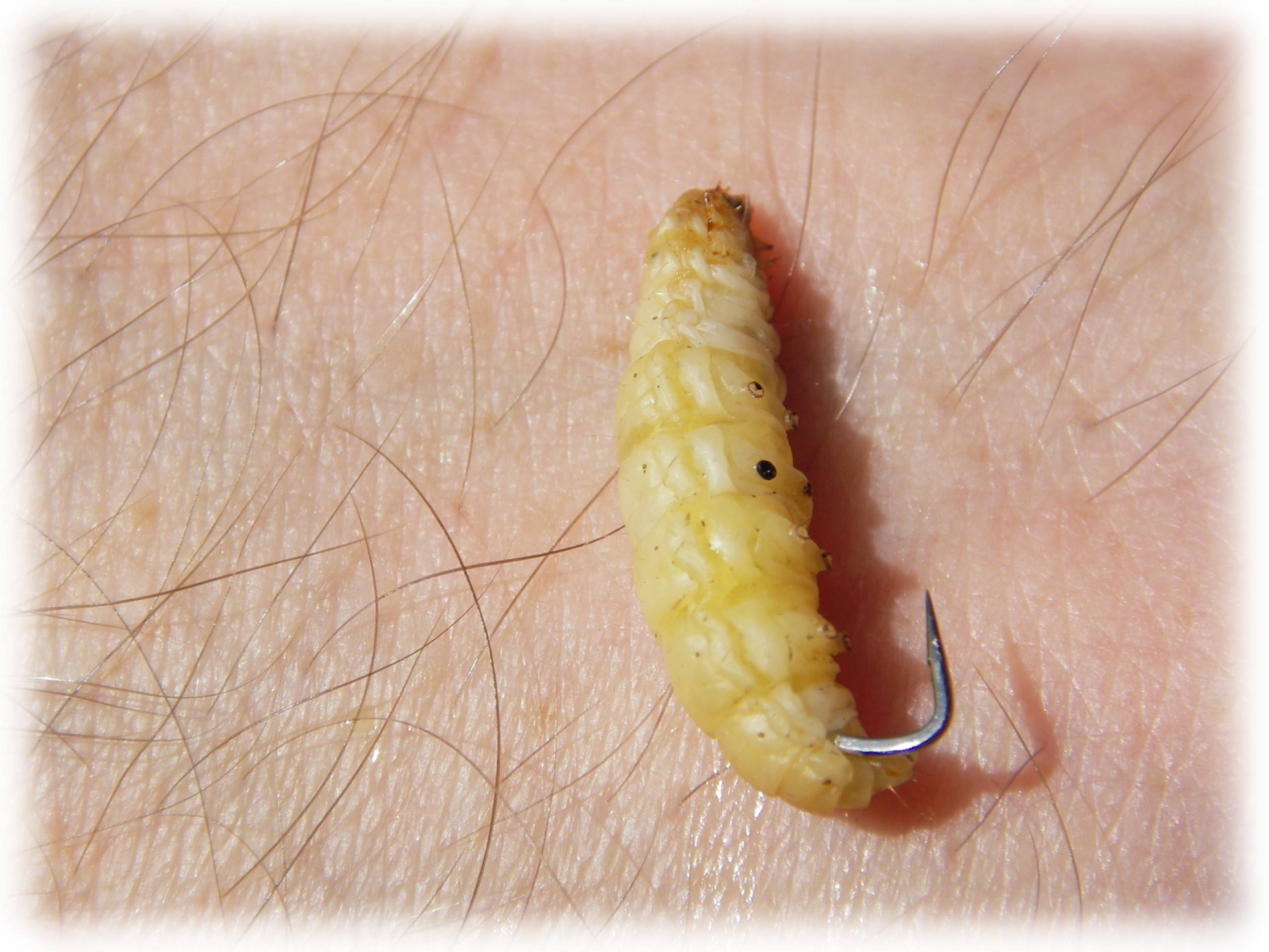 Les amis de la belle zébrée: la pêche au toc