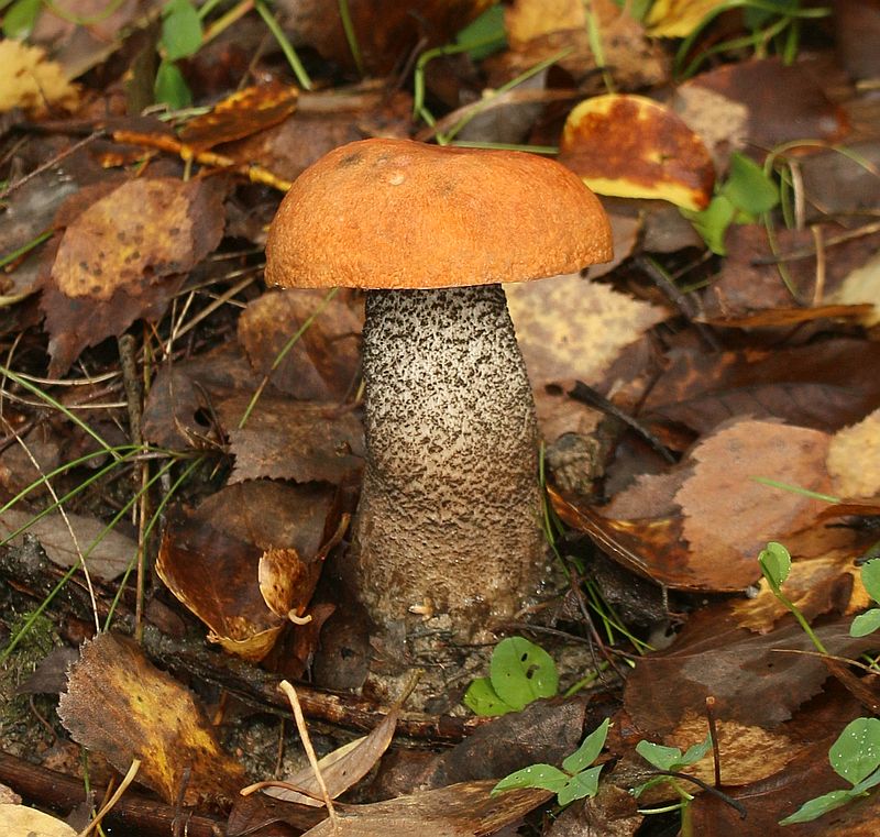 Naturwunder ...: Rotkappe