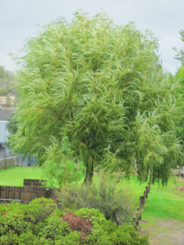 Innesittardag i punktform | Att bo i USA