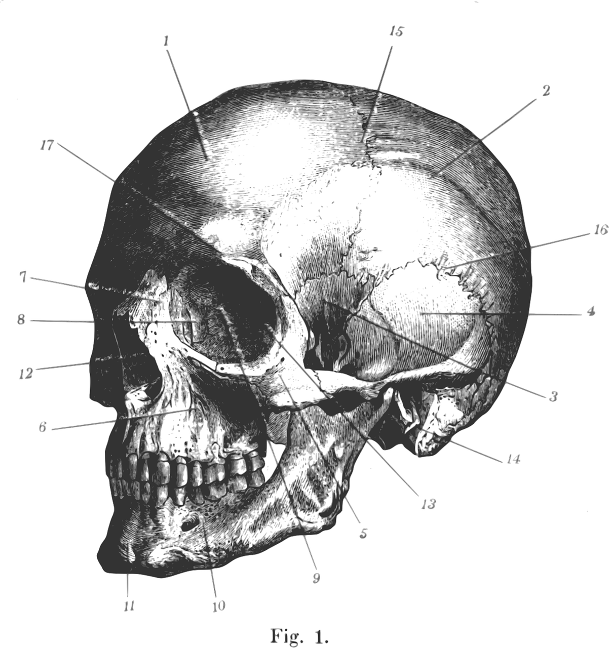Learning New Language With Scientific Techniques learning-new-language-with-scientific-techniques